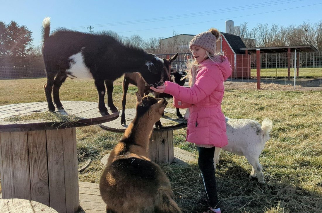 Goats and chickens aid learning at Iowa school | News, Sports, Jobs ...
